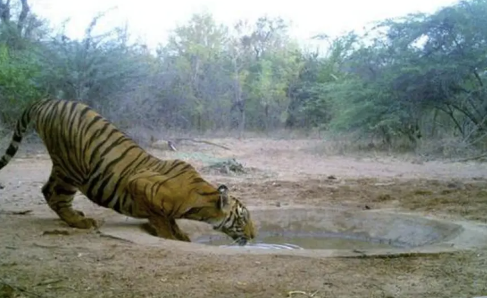 Nallamala Forest: A Guide to the Hidden Gem of Andhra Pradesh