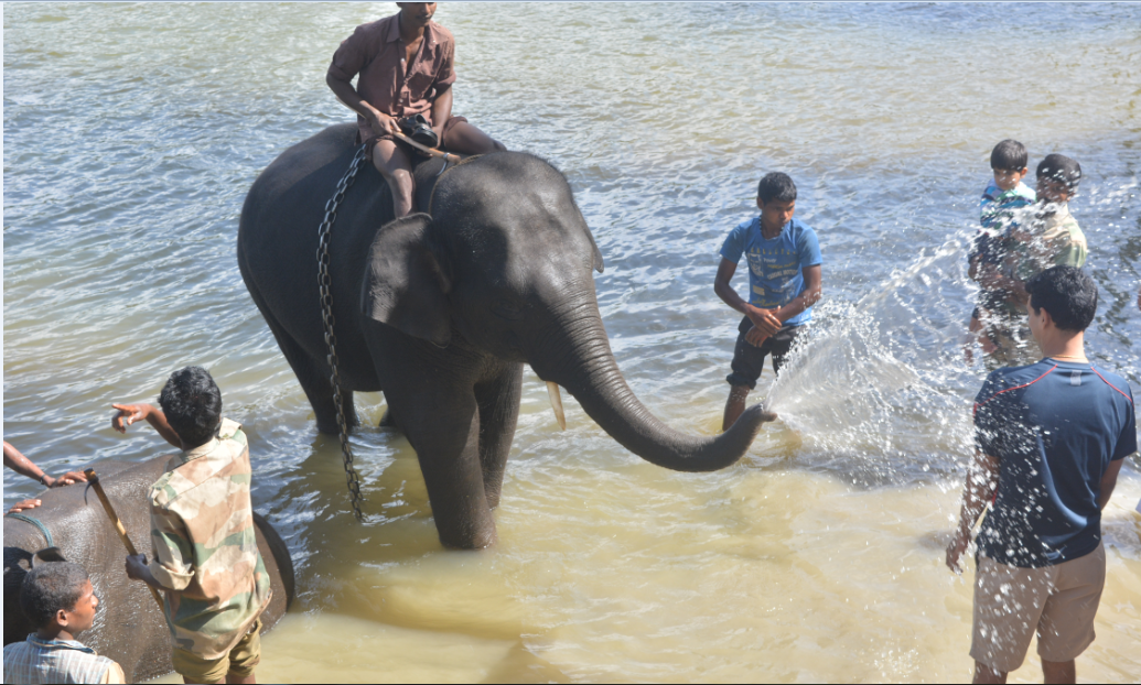 Dubare Elephant Camp: A Must-Visit Destination for Elephant Lovers in Coorg