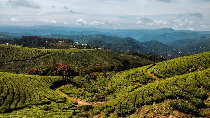 COCONUT LAND | 'KERA ALAM' - KERALA For 7 Days/6 Nights @ ₹ 18,000