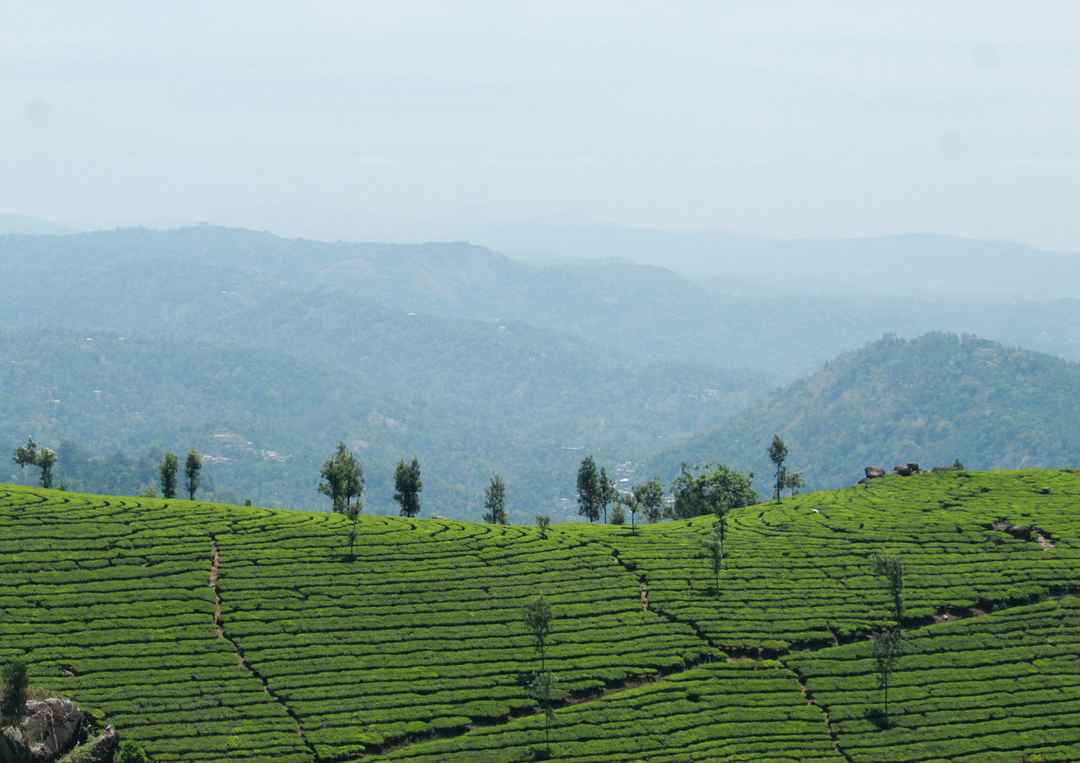 50 Places To Visit In Munnar For A Memorable Vacation