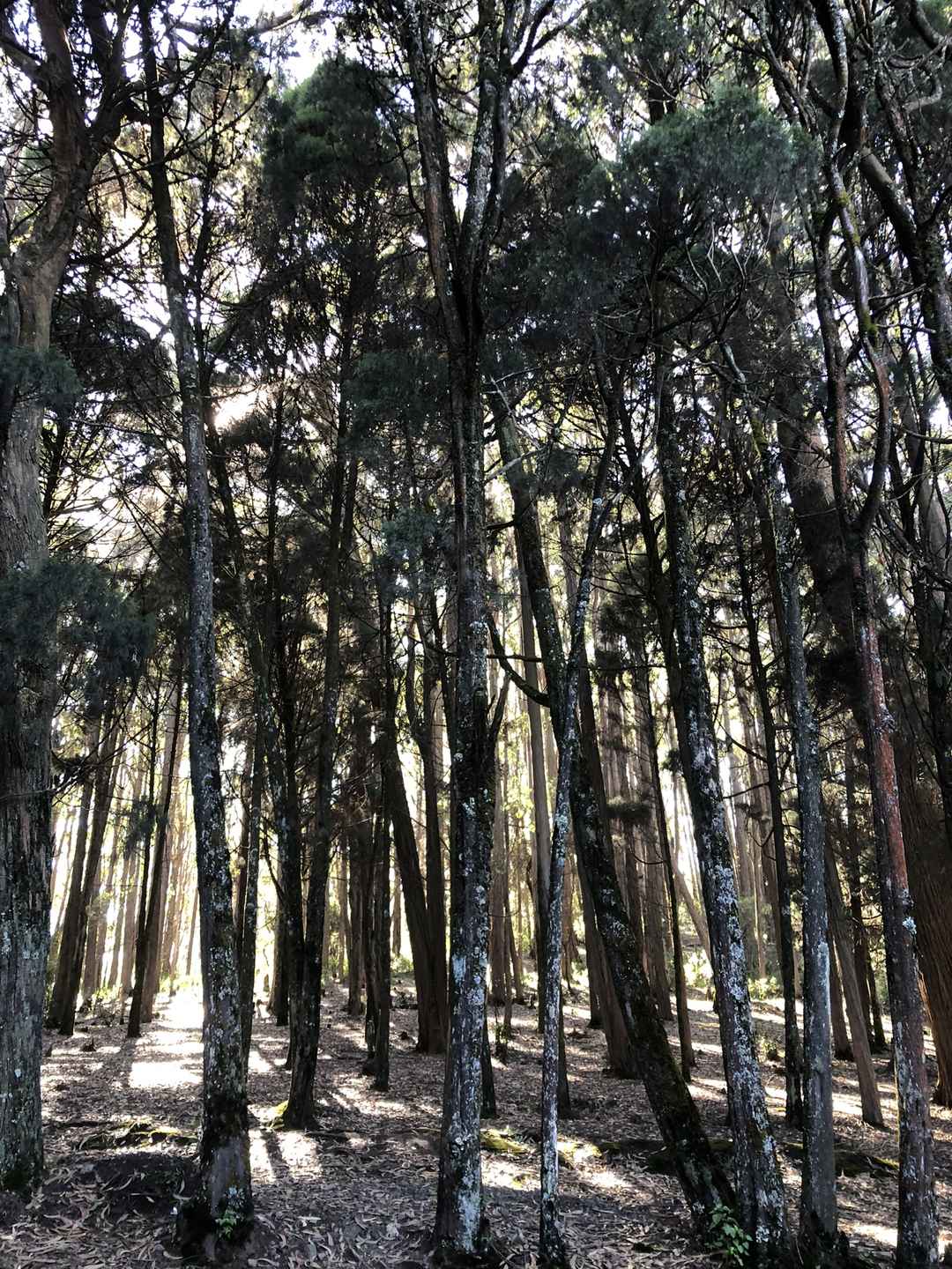 pine forest ooty