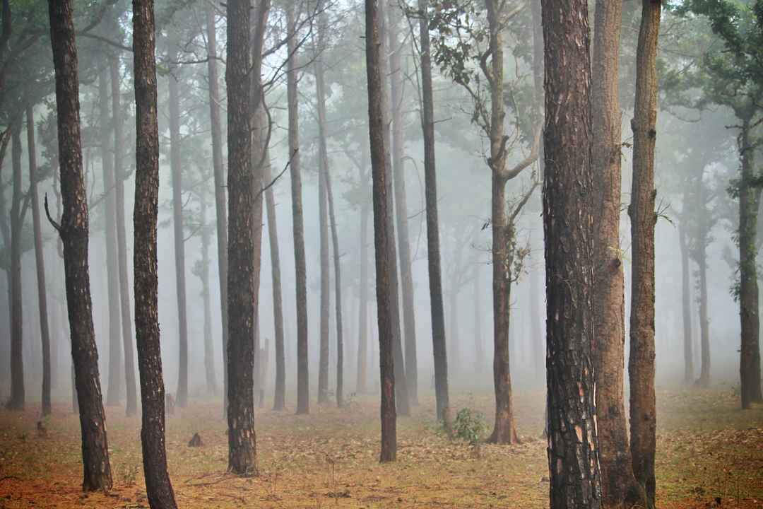 Netarhat Travel Guide 2021: Best of Netarhat Tourism | Tripoto