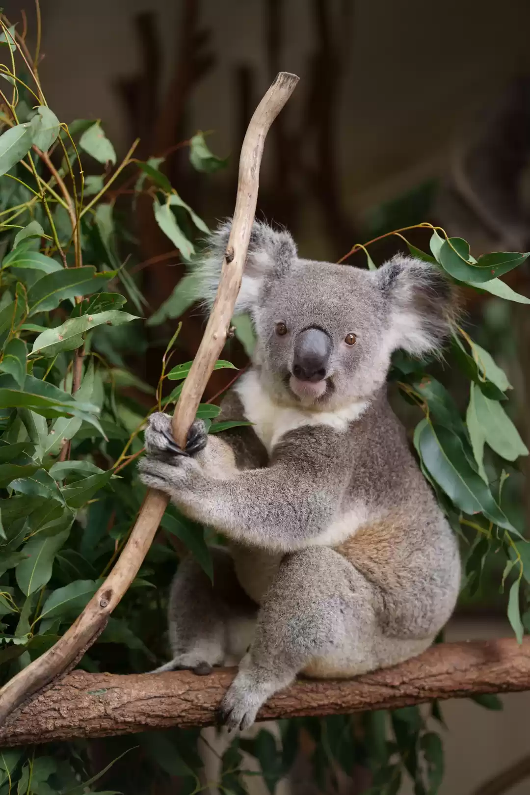 eucalyptus tree animals