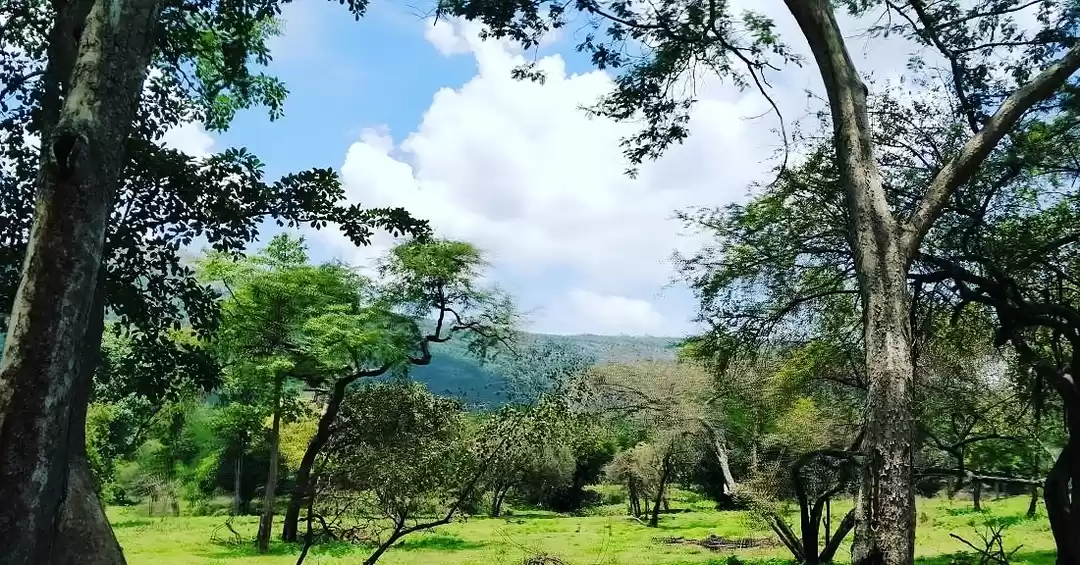 Sathyamangalam Wildlife Sanctuary Sathyamangalam Tiger Reserve