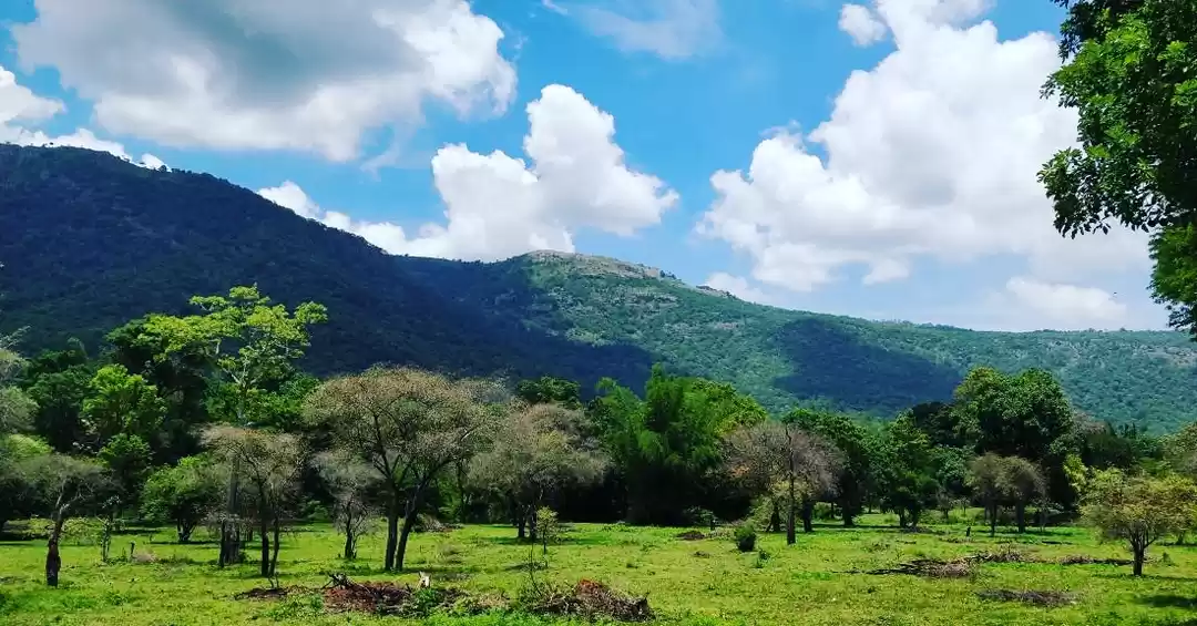 Sathyamangalam Wildlife Sanctuary Sathyamangalam Tiger Reserve